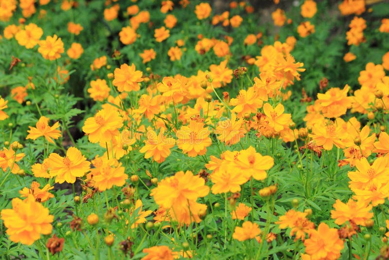 Yellow Cosmos Flower Blooming Stock Photo - Image of colorful, detail ...