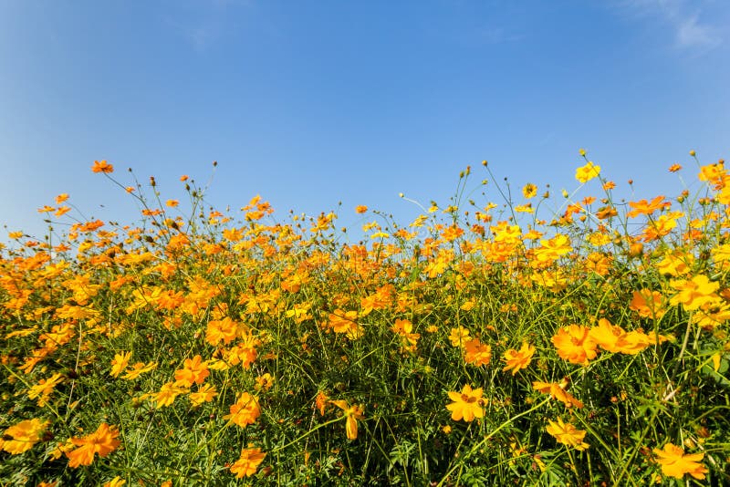 Yellow Cosmos Flower Blooming in the Field Stock Image - Image of ...