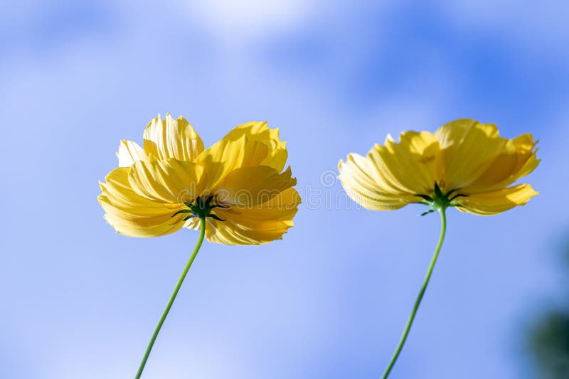 Yellow Cosmos Flower on Blue Sky Background. (Cosmos Bipinnatus Stock ...