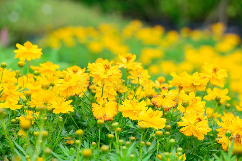 Yellow cosmos flower field stock photo. Image of golden - 32642702