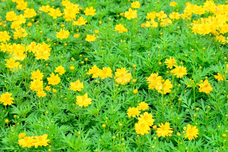 Yellow cosmos flower field stock photo. Image of beauty - 32690954