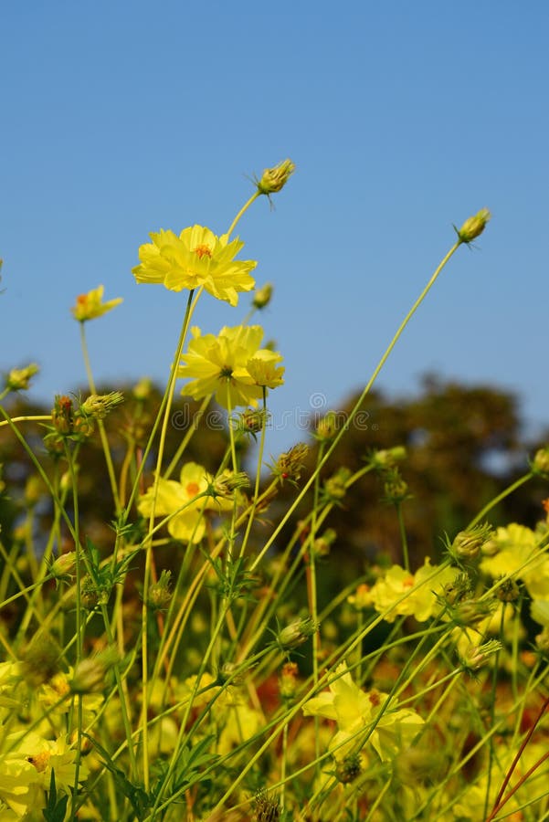 Yellow Cosmos flower stock image. Image of cosmos, beauty - 37370965