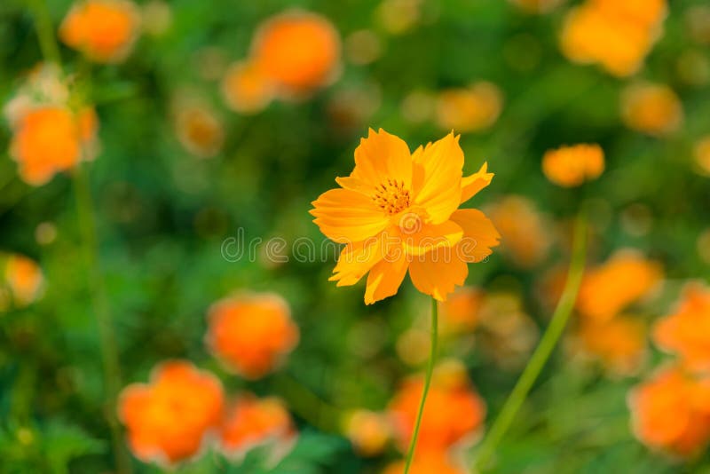 Yellow cosmos flower stock photo. Image of bipinnatus - 83281146
