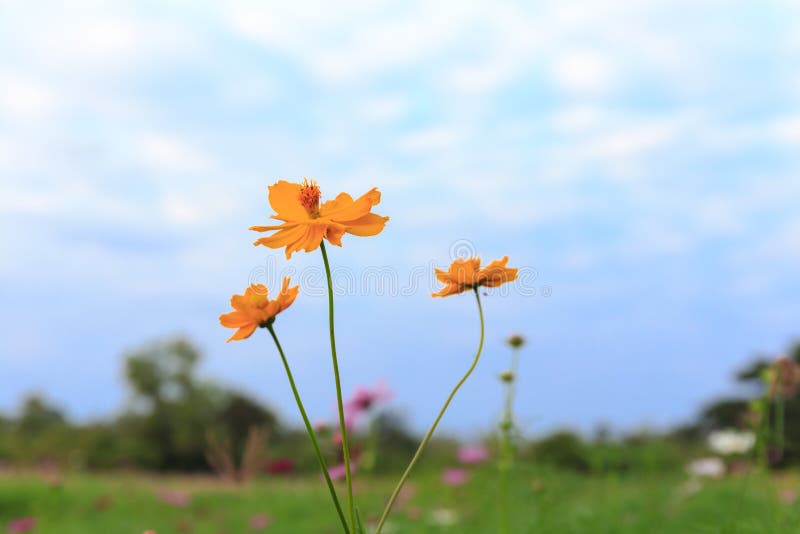 Yellow Cosmos Flower on Field with Sky Stock Image - Image of spring ...