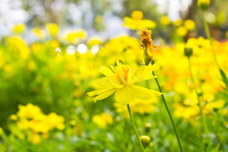 Yellow Cosmos flower stock image. Image of asia, compositae - 32348617