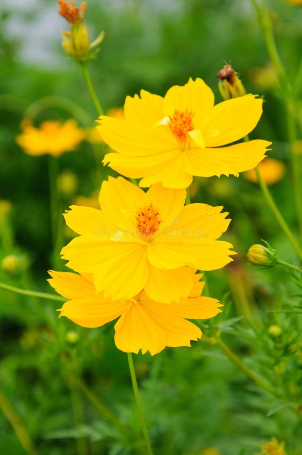 Yellow Cosmos flower stock photo. Image of plant, beautiful - 32654022
