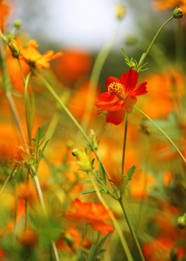 Beautiful Light with Yellow Cosmos Flowers Field with Shallow Depth of ...