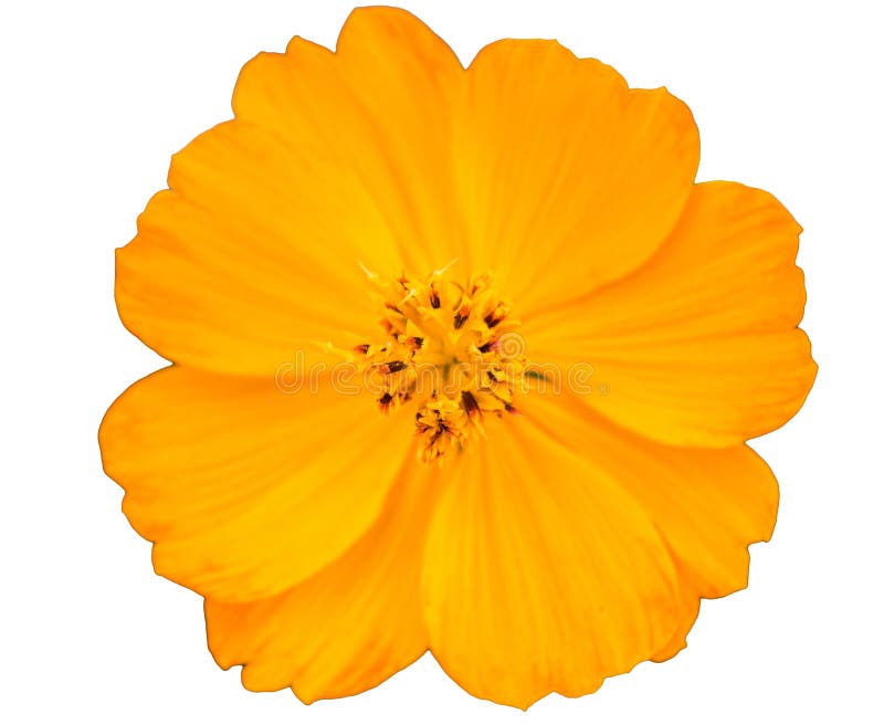 Yellow Cosmos Flower Isolated on Transparent Stock Photo - Image of ...