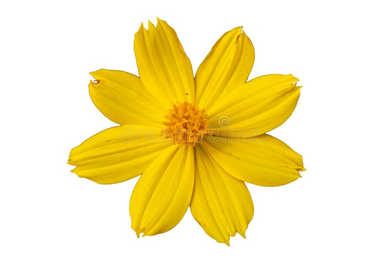 Yellow Cosmos Flower Isolated on White Stock Photo - Image of ...