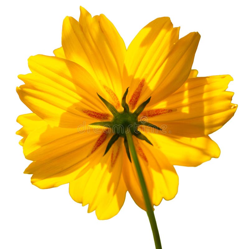 Yellow Cosmos Flower Isolated on White Background Stock Photo - Image ...