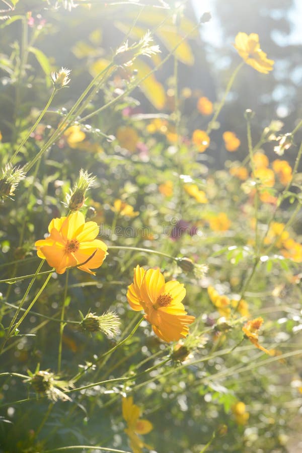 Yellow cosmos flower stock image. Image of meadow, decorative - 50251977