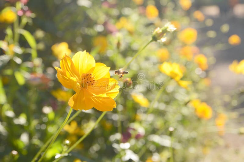 Yellow cosmos flower stock image. Image of garden, bloom - 50252019