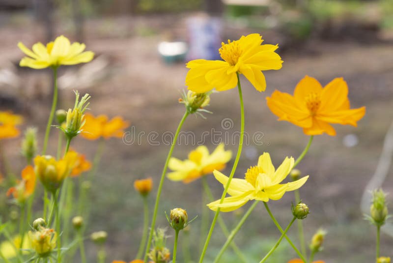 Yellow Cosmos Flower Soft Focus. Stock Image - Image of meadow, blue ...