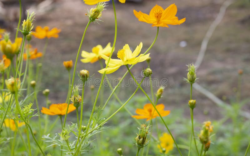 Yellow Cosmos Flower Soft Focus. Stock Photo - Image of floral, natural ...