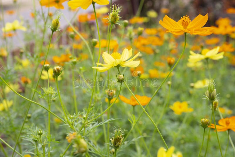Yellow Cosmos Flower Soft Focus. Stock Image - Image of cosmos, nature ...