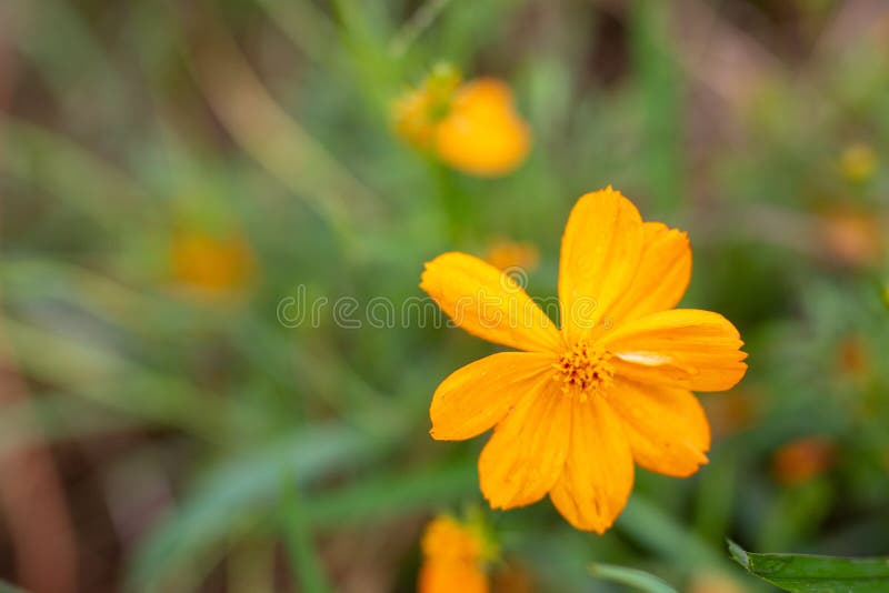Yellow Cosmos Flower Soft Focus with Some Sharp and Blurred Background ...