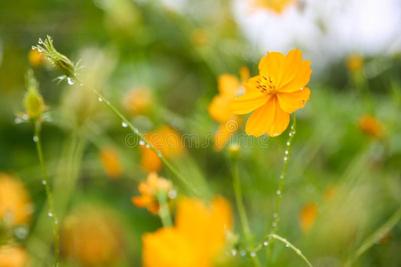 Yellow Cosmos Flower Soft Focus with Some Sharp and Blurred Background ...