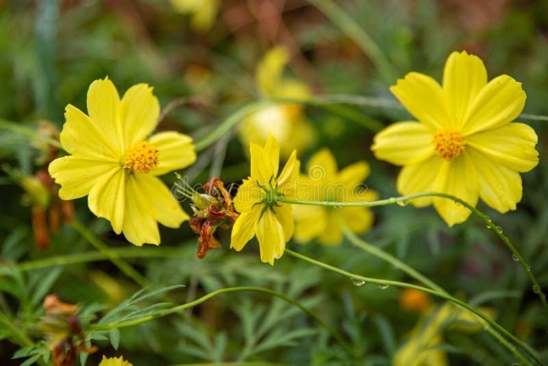 Yellow Cosmos Flower Soft Focus with Some Sharp and Blurred Background ...