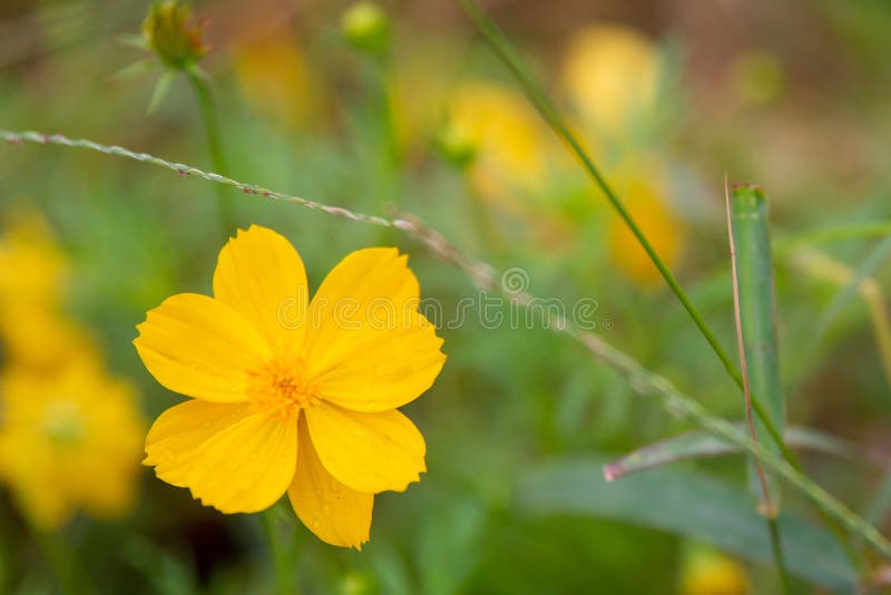Yellow Cosmos Flower Soft Focus with Some Sharp and Blurred Background ...