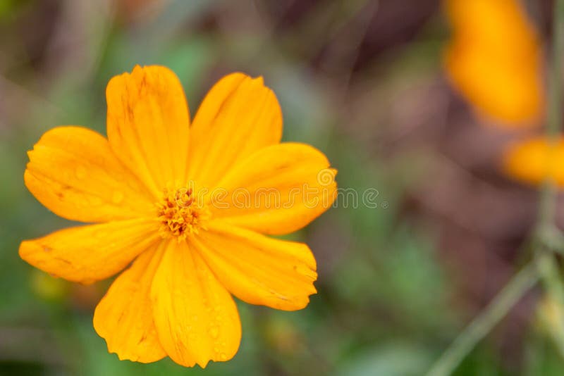 Yellow Cosmos Flower Soft Focus with Some Sharp and Blurred Background ...