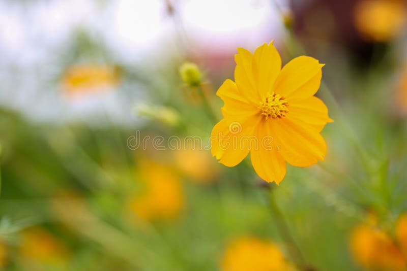 Yellow Cosmos Flower Soft Focus with Some Sharp and Blurred Background ...