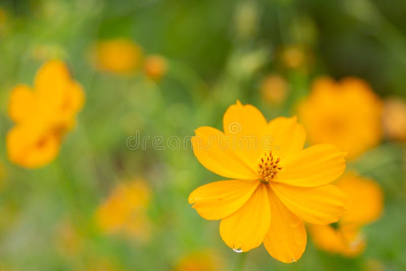 Yellow Cosmos Flower Soft Focus with Some Sharp and Blurred Background ...
