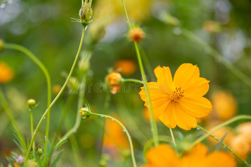Yellow Cosmos Flower Soft Focus with Some Sharp and Blurred Background ...