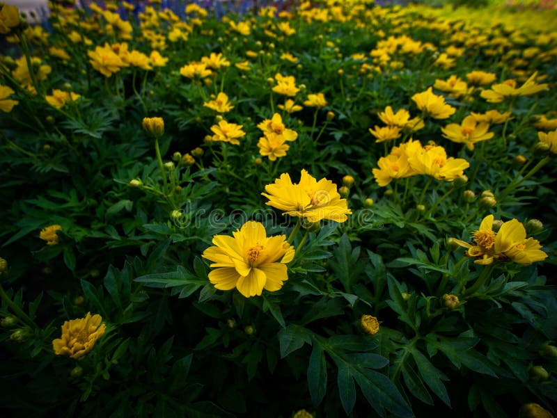 Yellow Cosmos Flowers Blooming Stock Image - Image of cosmos, botany ...