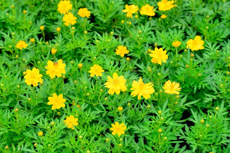The yellow cosmos flowers stock image. Image of flora - 32642667