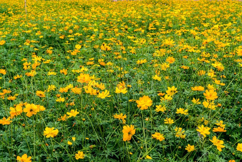 Yellow cosmos flowers stock image. Image of pink, outdoor - 82812547