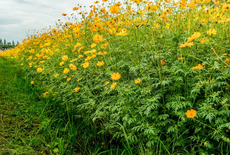 Yellow cosmos flowers stock image. Image of field, blooming - 84062461