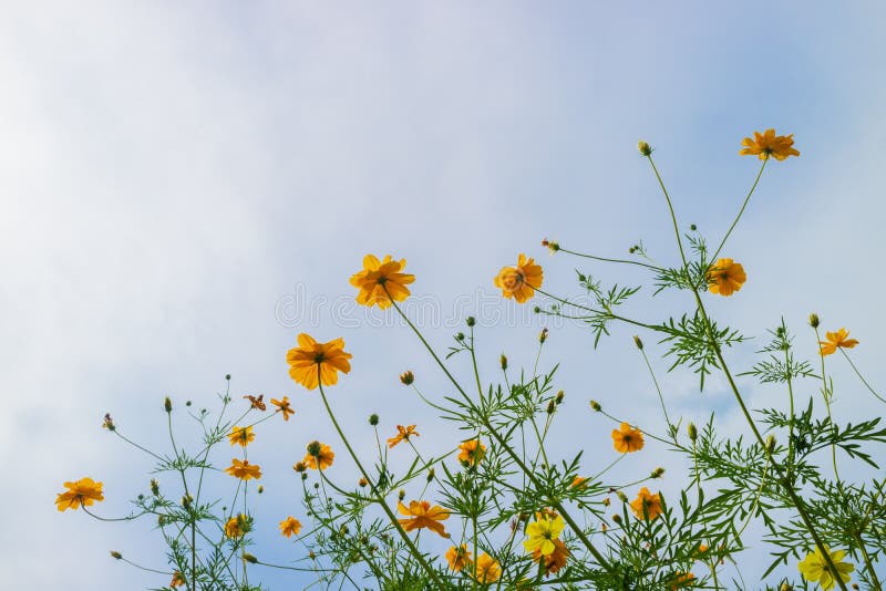 Yellow Cosmos Flowers Field Stock Image - Image of botany, nature ...
