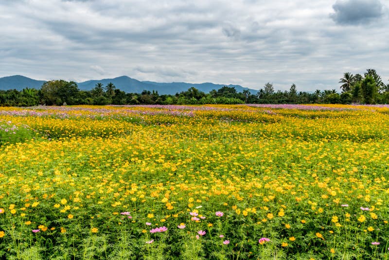 Yellow cosmos flowers stock photo. Image of beauty, yellow - 84059856