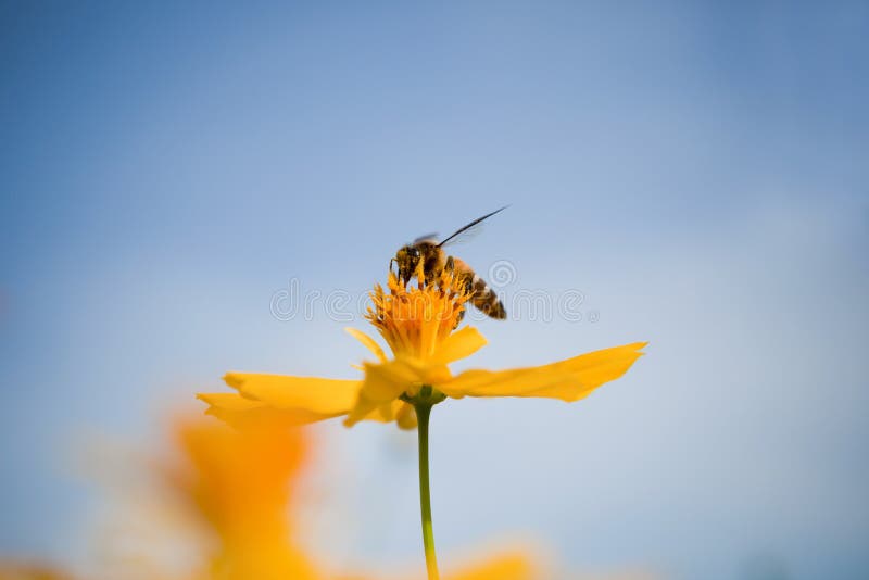 Bees Flying Around Flowers stock photo. Image of white - 5722692