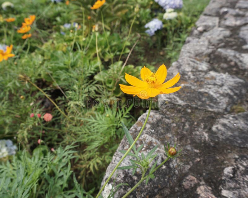 Yellow Cosmos in a Garden in the Square Stock Image - Image of path ...