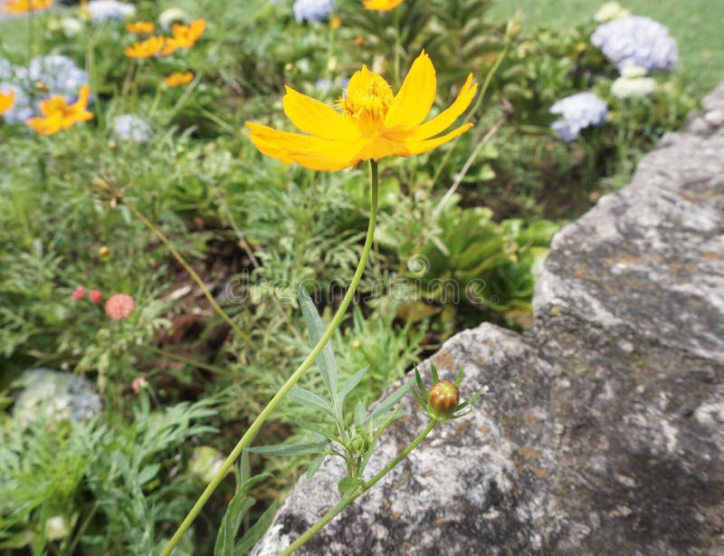 Yellow Cosmos in a Garden in the Square Stock Photo - Image of ...
