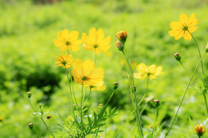 Yellow Cosmos with Sunlight Stock Image - Image of natural, background ...