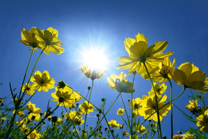 Yellow Cosmos and Sunlight in Blue Sky. Stock Photo - Image of oriental ...
