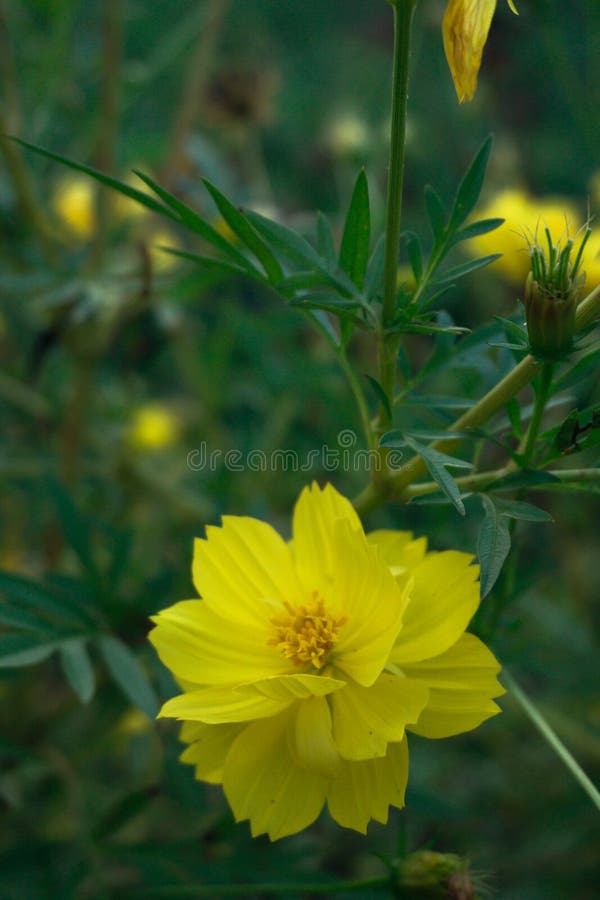Yellow Cosmos at Sunset Time Stock Photo - Image of beauty, colorful ...