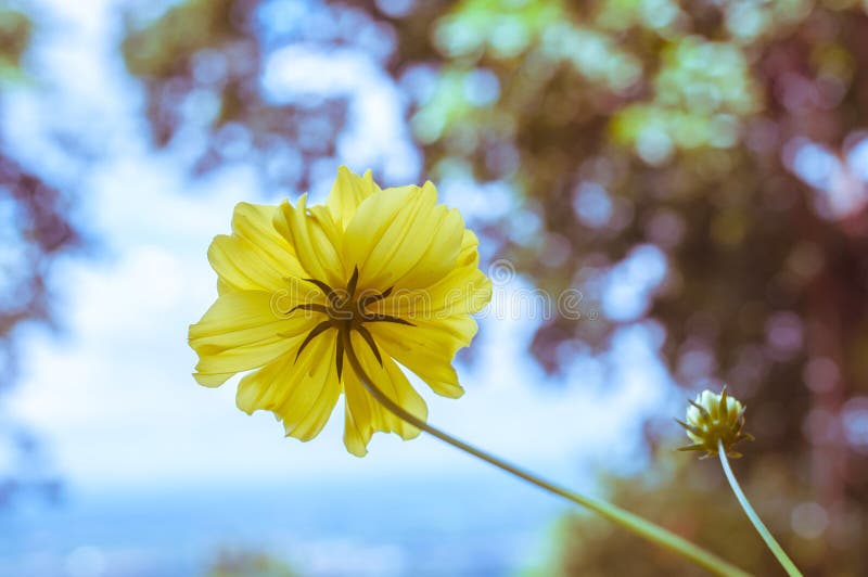 Yellow Cosmos in Vintage Tone Stock Image - Image of fresh, style: 44808879