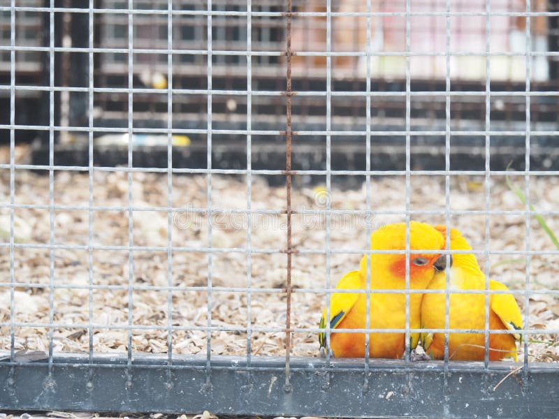 A Yellow Couple Parrot in the Cage Stock Image - Image of satsadaram ...