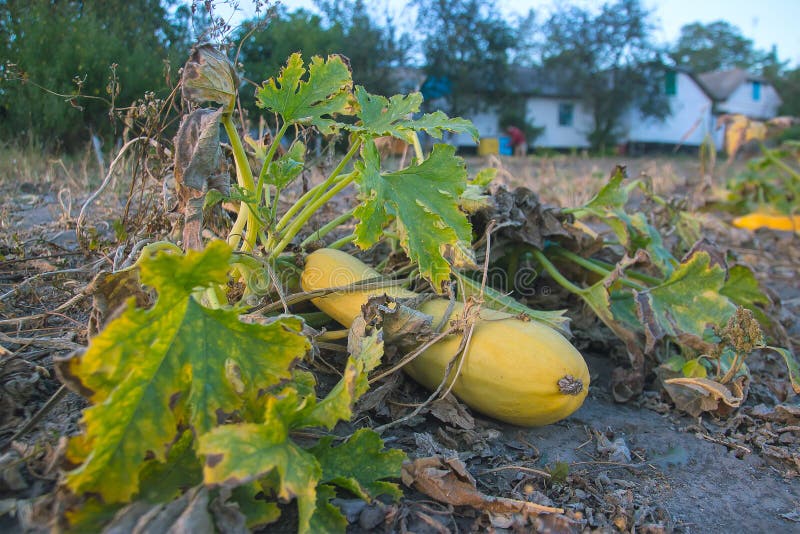Yellow Courgette Zucchini at the Garden Stock Image - Image of fruit ...