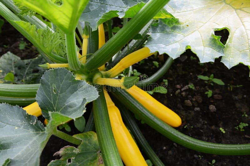 Yellow Courgettes of All Sizes Growing in a Vegetable Garden Stock ...
