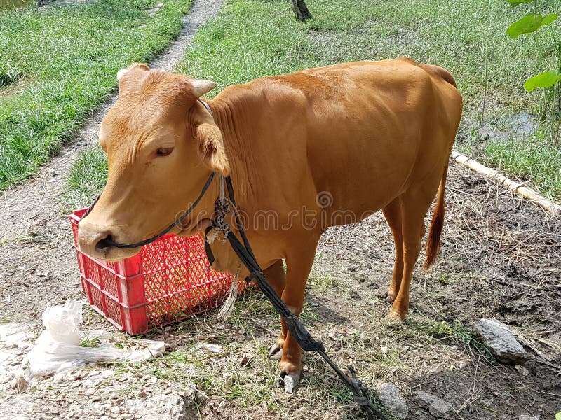 Yellow cow stock image. Image of yellow, lovely, mekong - 106676125