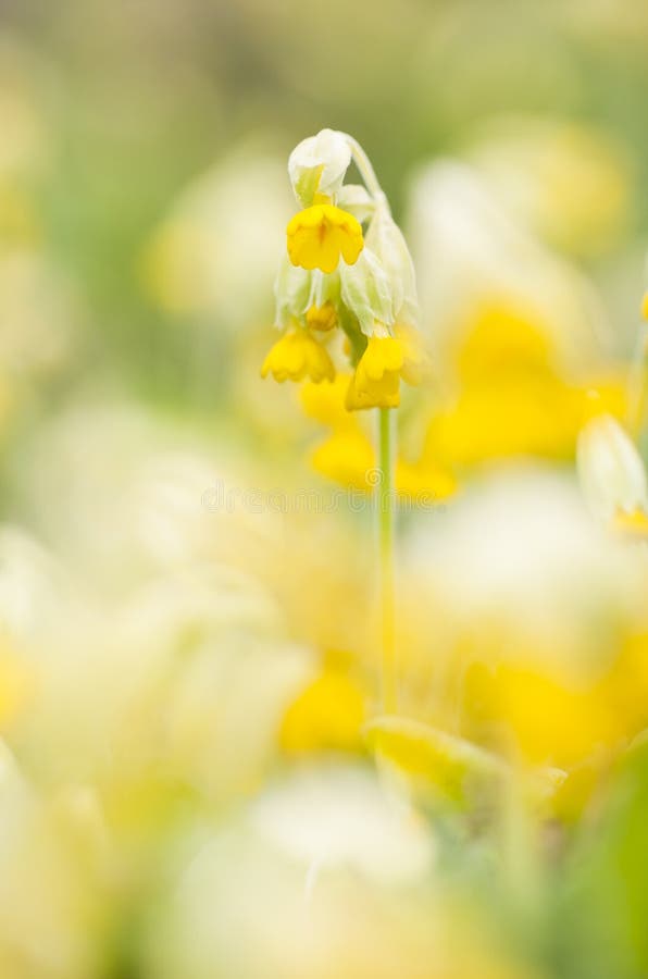 Yellow Cowslip or Primrose Flower Stock Image - Image of cowslip ...