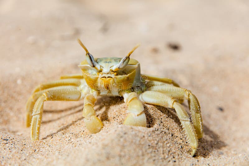 Yellow crab in the sand stock image. Image of beach - 152849419