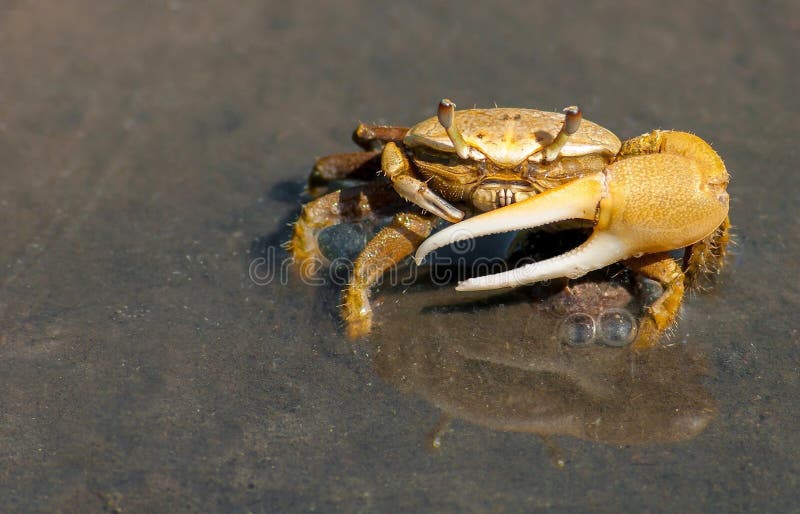 Yellow Crab On Gray Sand During Daytime Stock Image - Image of animal ...