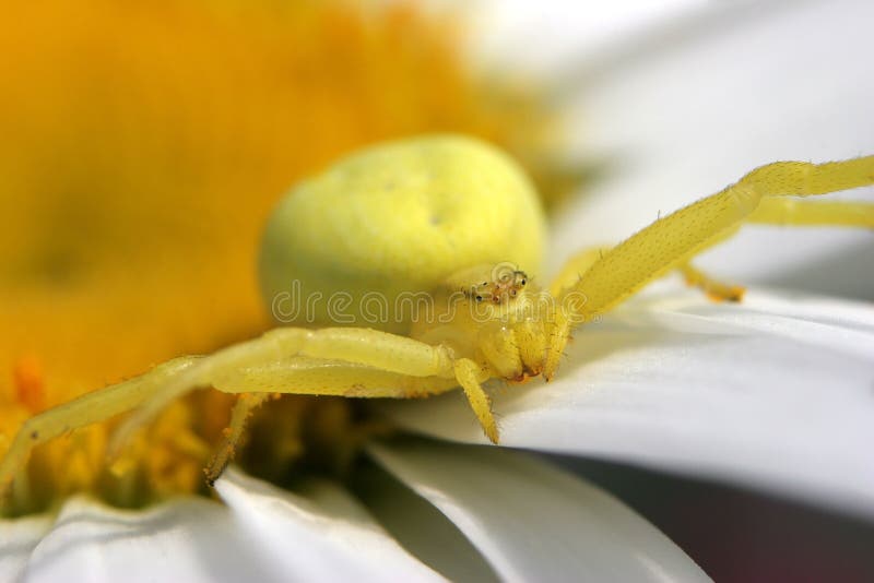 Yellow Crab Spider stock photo. Image of preditor, spider - 6826504