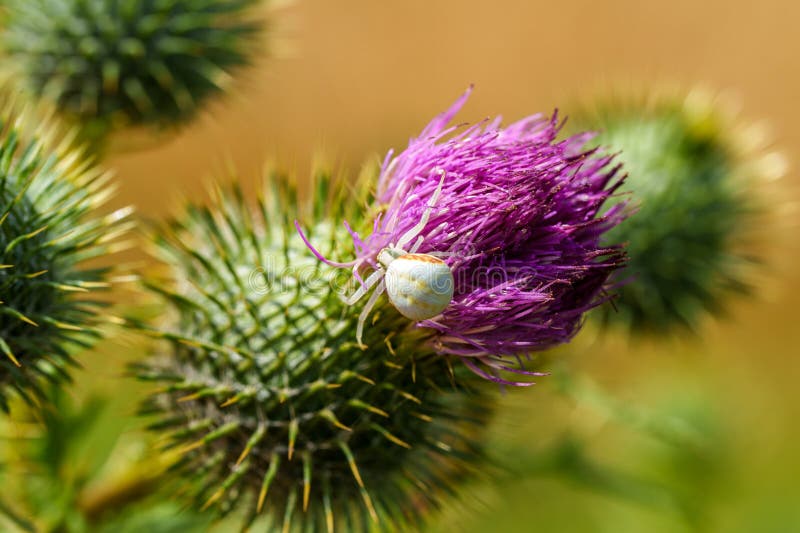A Yellow Crab Spider is Hunting on a Flower in Its Natural Habitat ... A Yellow Crab Spider is Hunting on a Flower in Its Natural Habitat ...