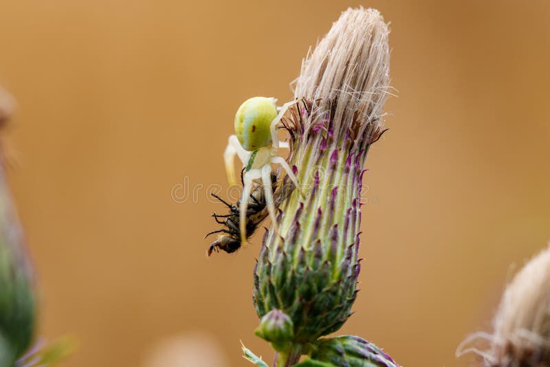 A Yellow Crab Spider is Hunting on a Flower in Its Natural Habitat ... A Yellow Crab Spider is Hunting on a Flower in Its Natural Habitat ...
